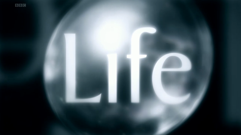 Life